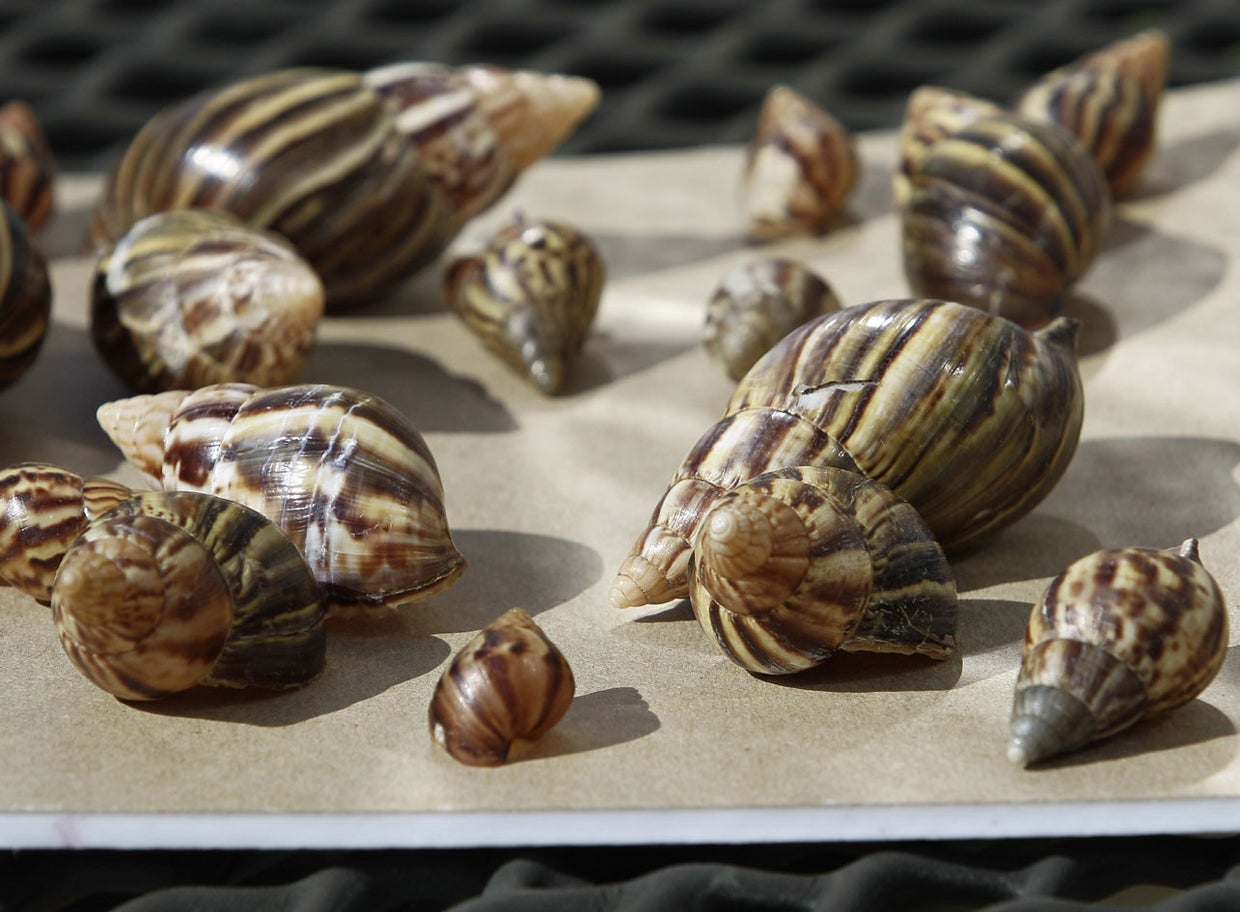 Giant African land snails take over Florida