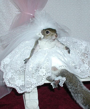 The most photographed squirrel in the world