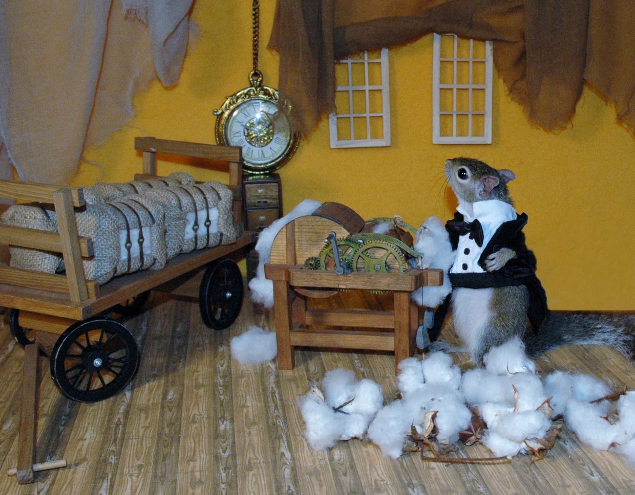 The most photographed squirrel in the world