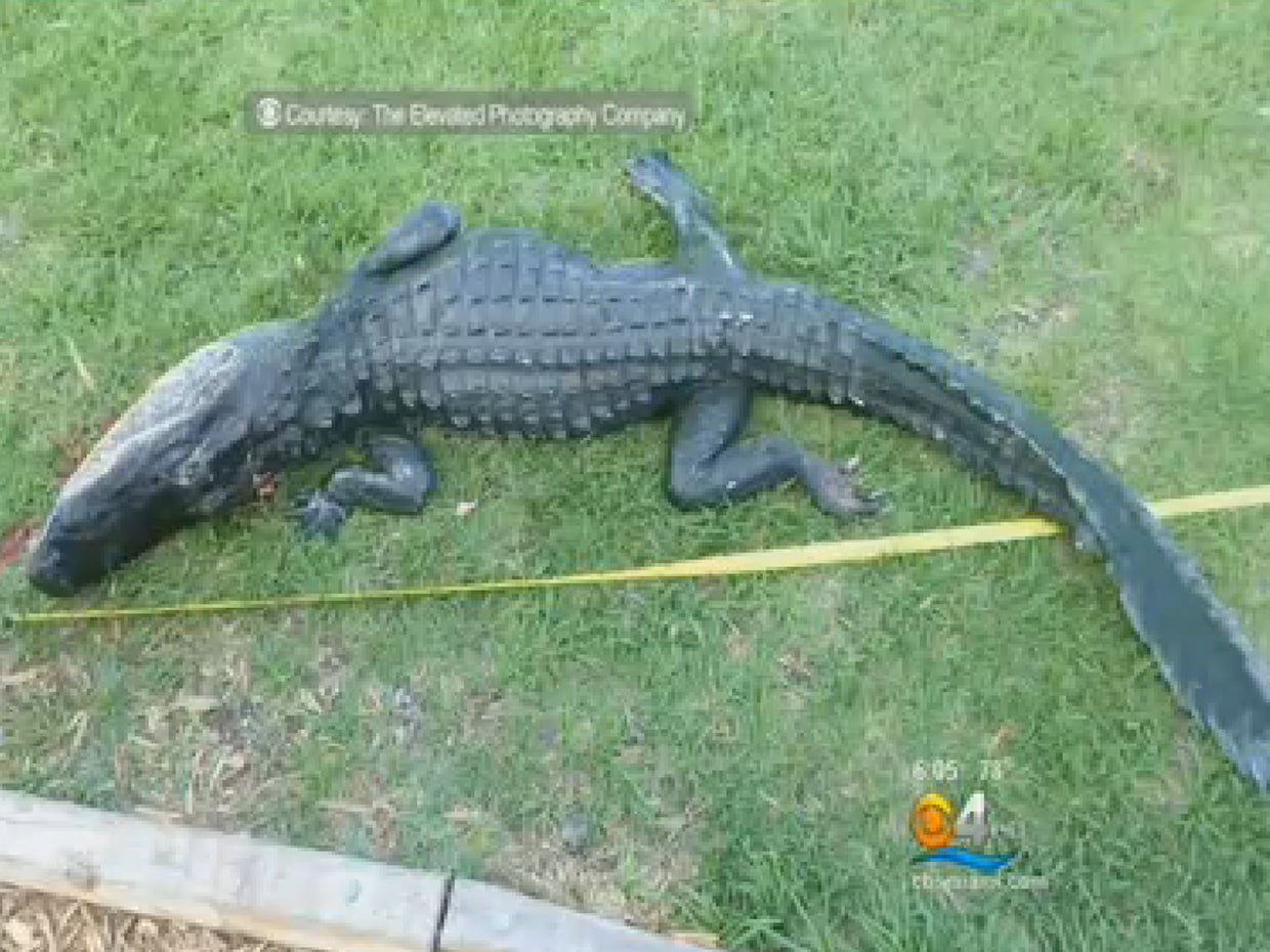 Florida boy, 6, left with cuts, bruises, after alligator attack - CBS News