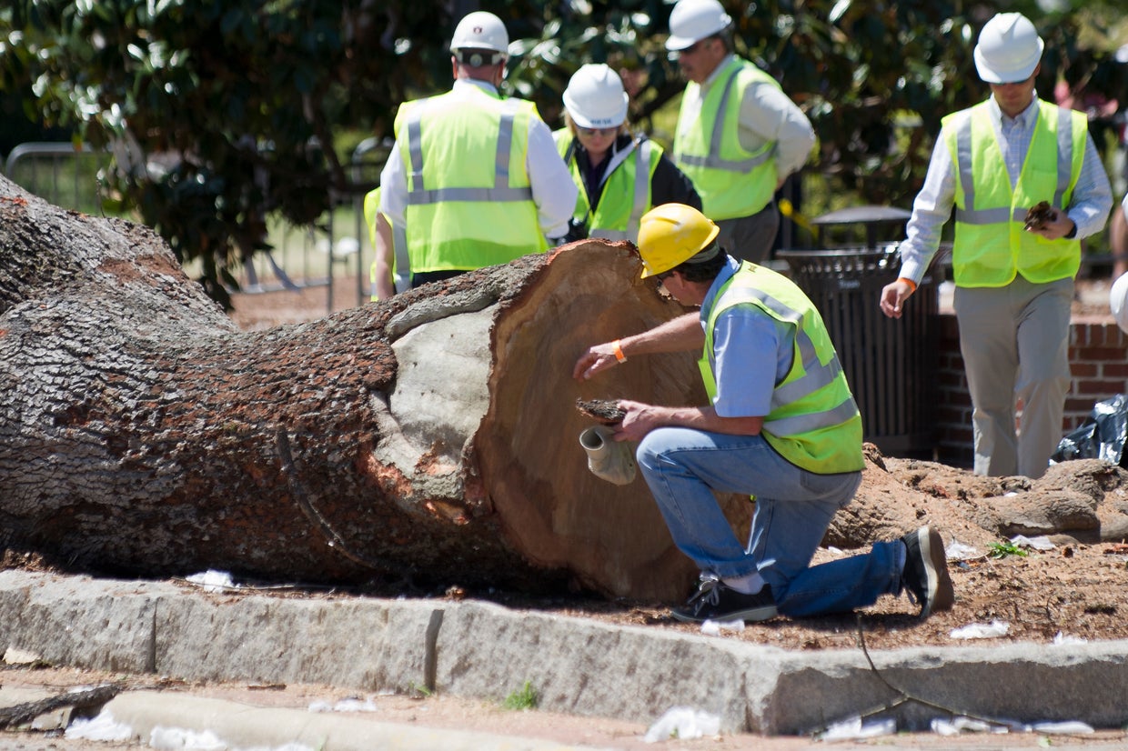 "Mobituaries": Mo Rocca on the Auburn University tree killer - CBS News