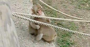 Baby macaques playing is an absolute overload of sweet - CBS News