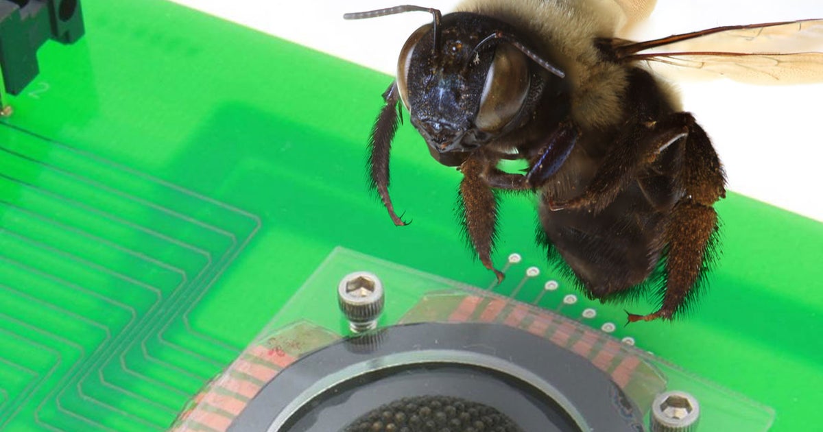 Bug's view inspires new camera lens