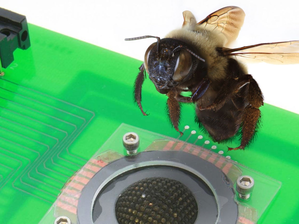 Bug's view inspires new camera lens