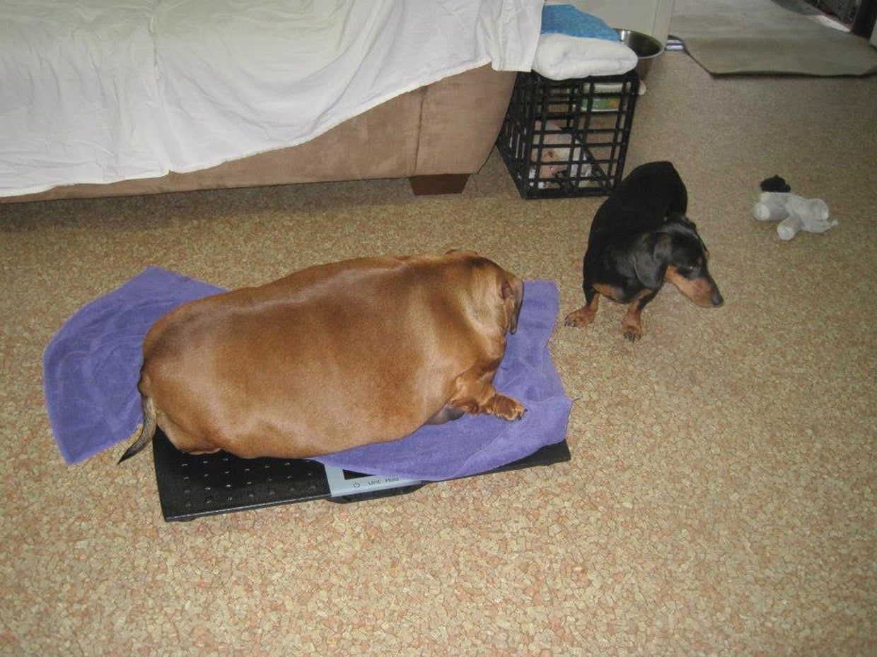 Obese dachshund's weight loss journey