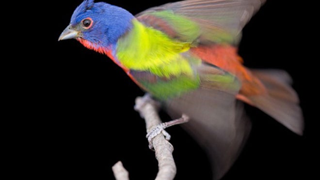 Tiny bird makes epic 1,700-mile trip over Atlantic - CBS News
