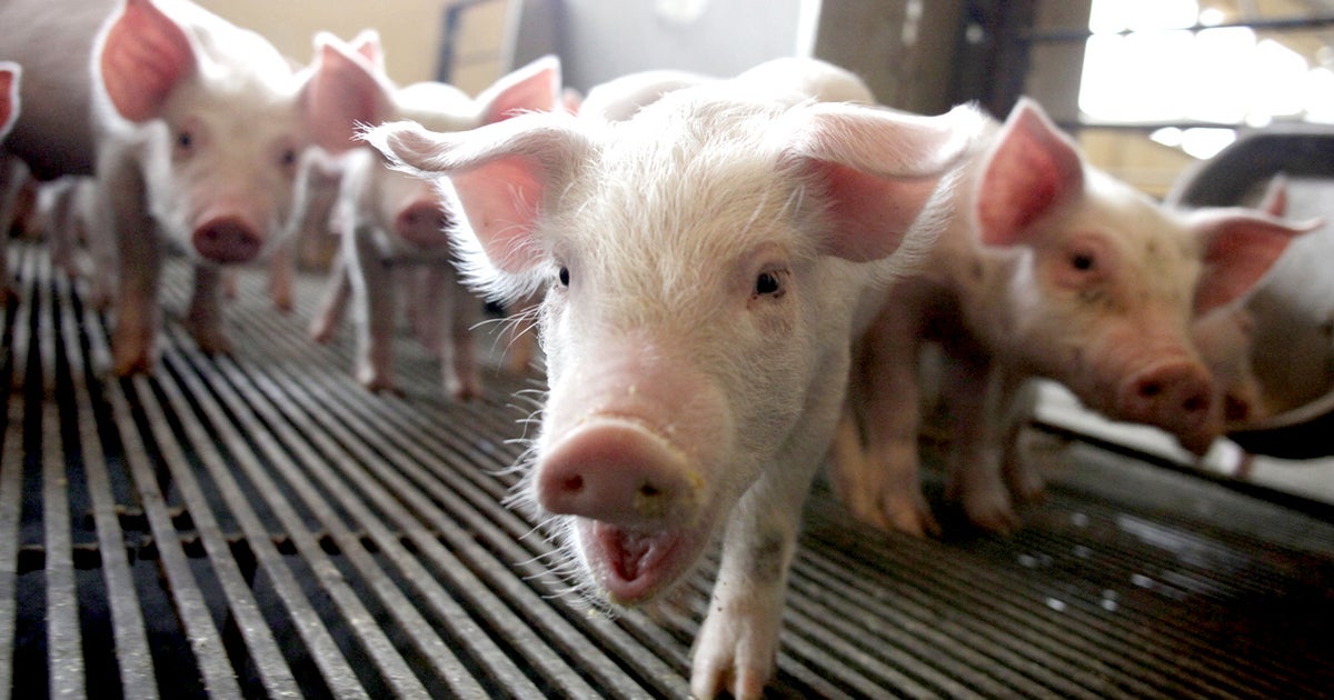 Pig virus migrates to U.S., threatens pork prices - CBS News