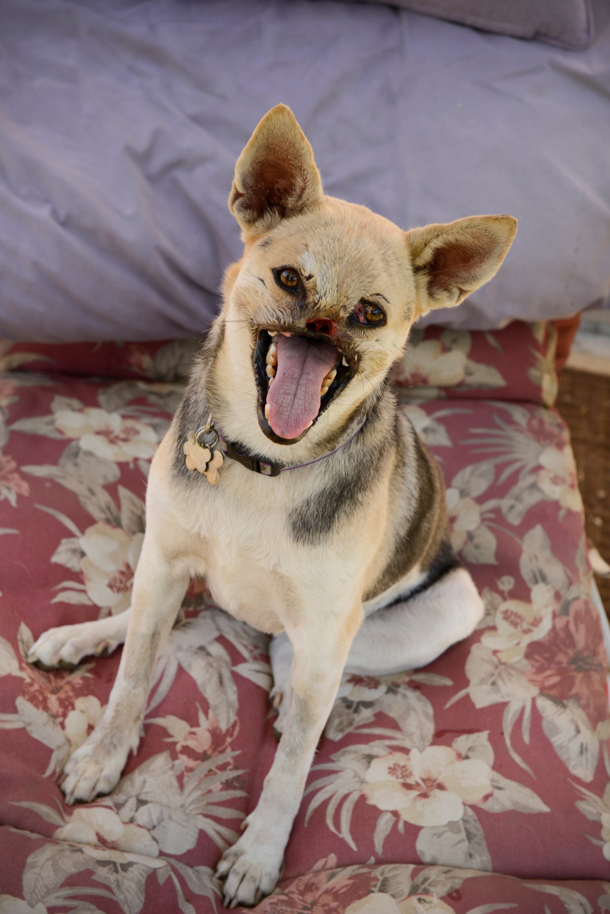 Hero dog Kabang gets new nose