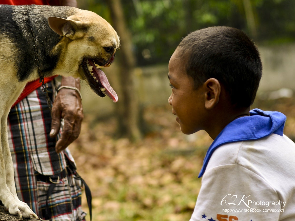 Hero dog Kabang gets new nose