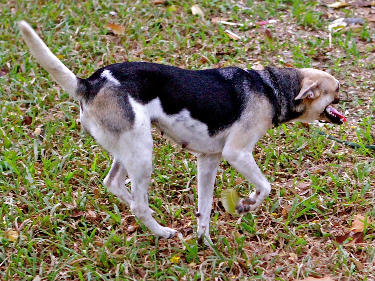 Hero dog Kabang gets new nose