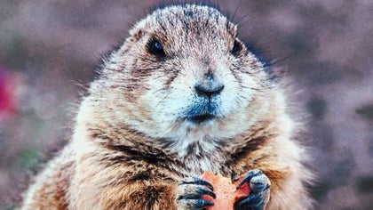 Minn. mother, son, accused of stealing frozen gopher feet - CBS News