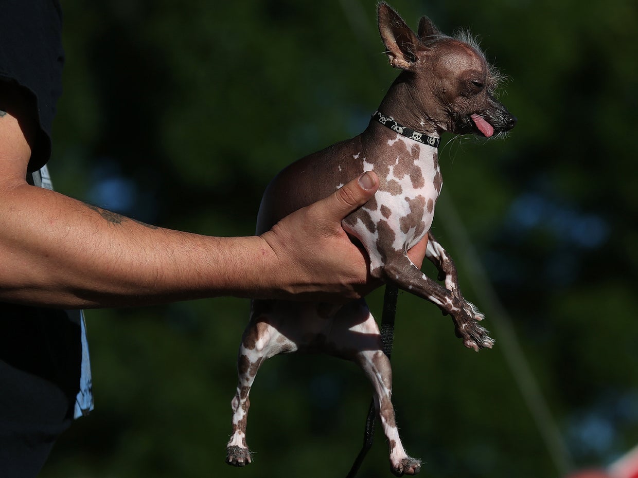 World's Ugliest Dog Contest 2013