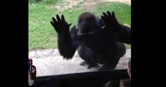 Gorilla's reaction to taunting will make you jump - CBS News