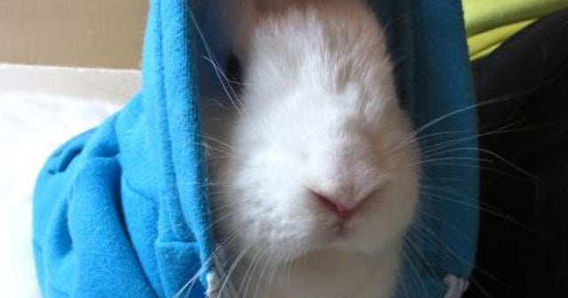 Rabbit-napping: Ore. police are investigating bunny theft as felony ...