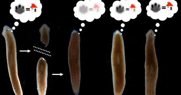 Worm retains memory after decapitation - CBS News