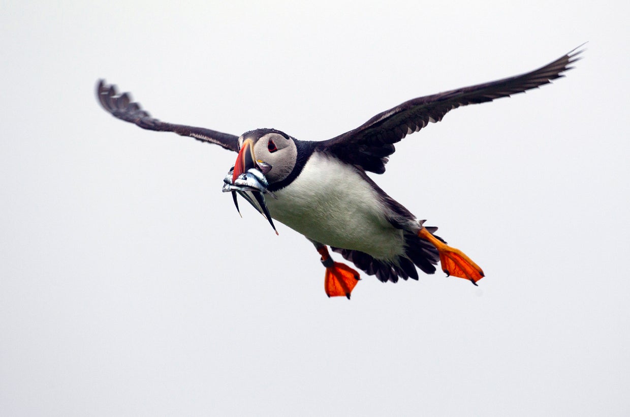 Puffins in peril