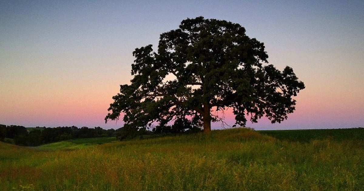 Mark Hirsch: How a tree helped heal me - CBS News