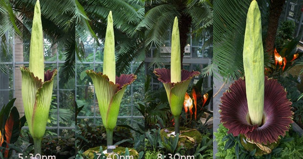 What Does A Corpse Flower Look Like In Full Bloom | Best Flower Site