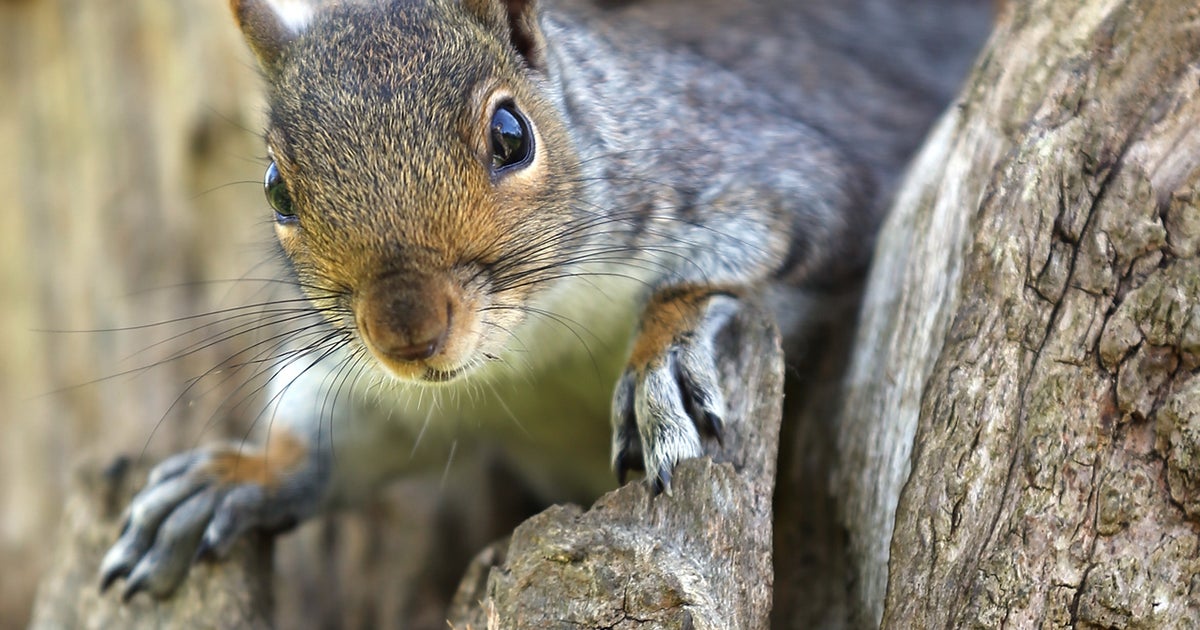 Plague found in squirrel prompts closures at Angeles National Forest ...