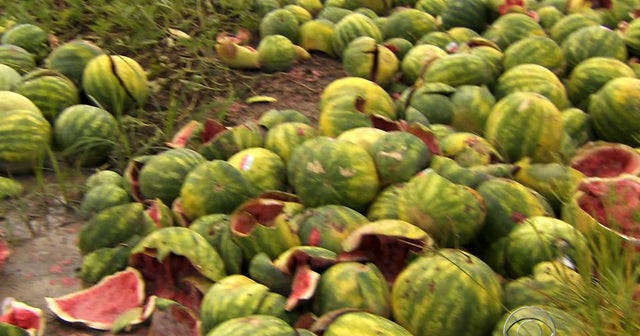 Excessive rains rotting crops in Southeastern U.S. - CBS News