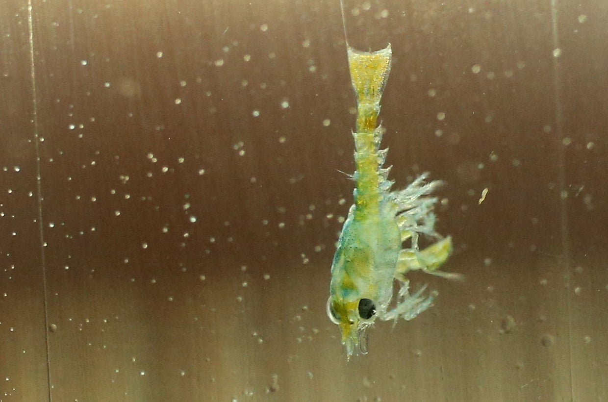 Teeny, tiny lobsters