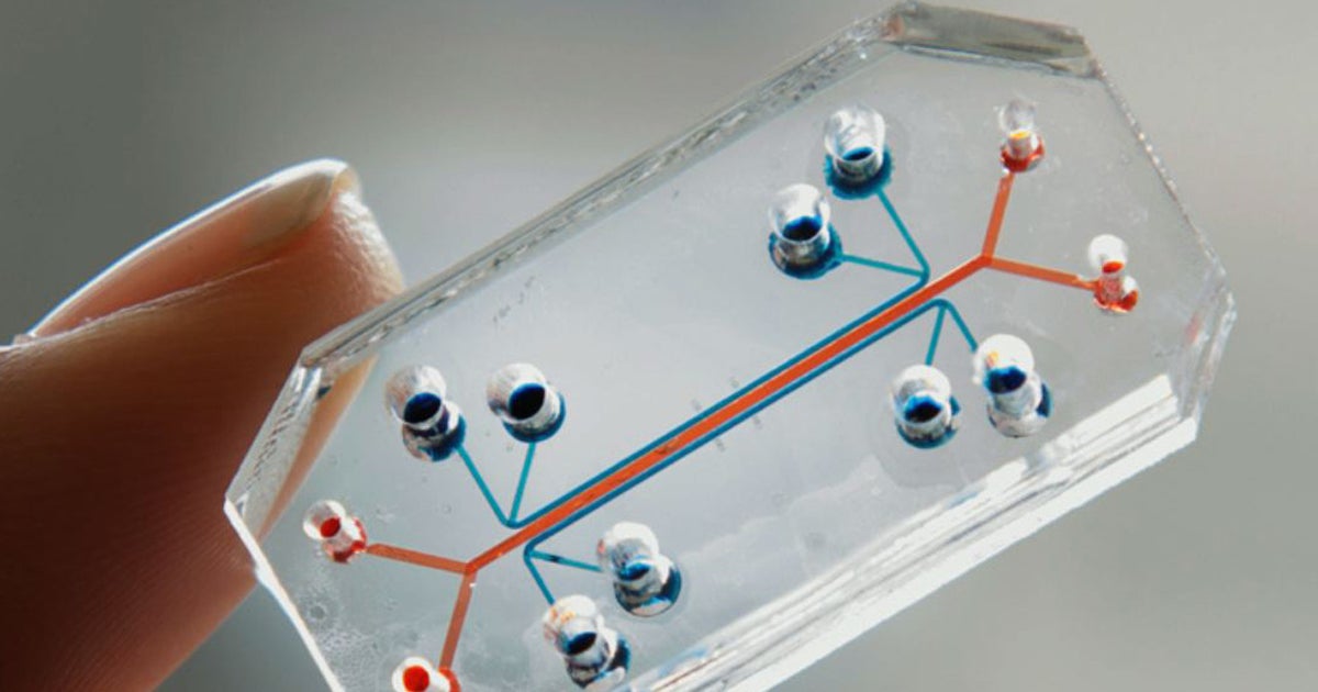 "Lung on a chip" tech set to revolutionize scientific drug testing ...