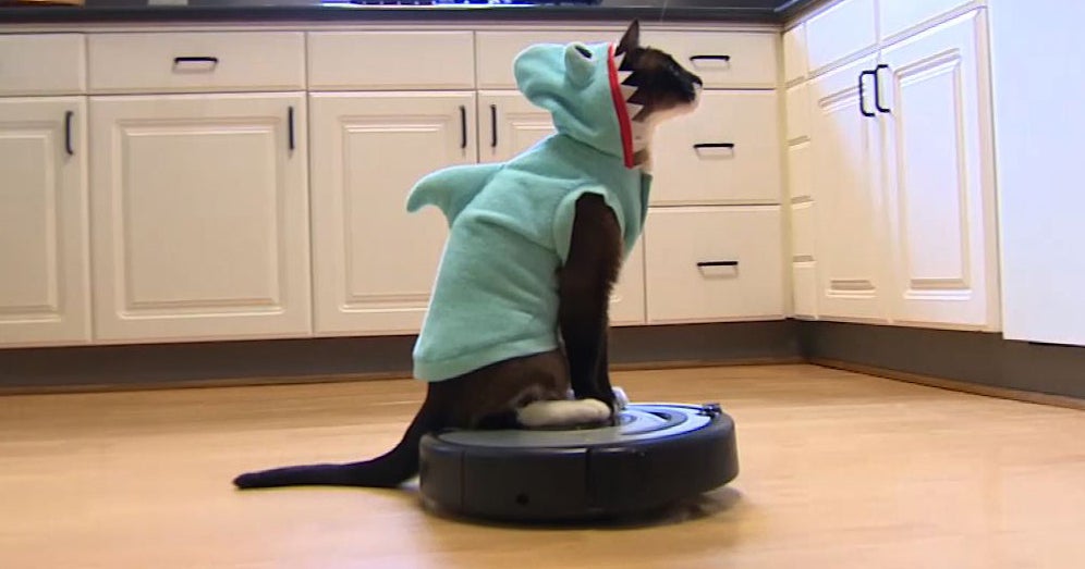 Shark-Cat: Meet the Roomba-riding Internet sensation - CBS News