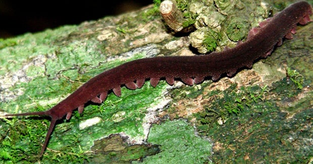 New glue-spitting velvet worm found in Vietnam - CBS News