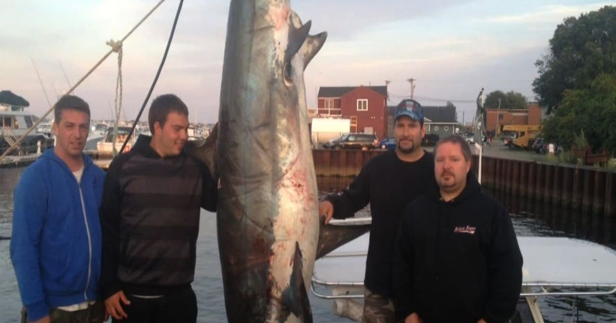 600-pound thresher shark caught off of New Hampshire coast - CBS News
