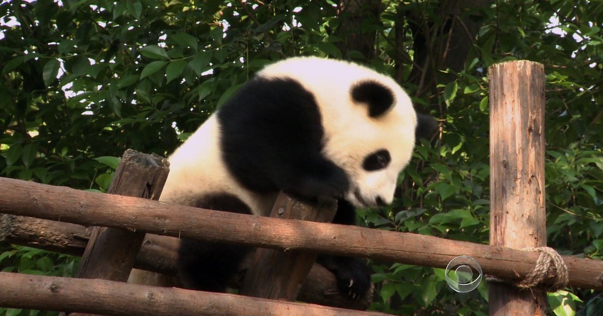 Study: Panda immune system more resilient than previously understood ...