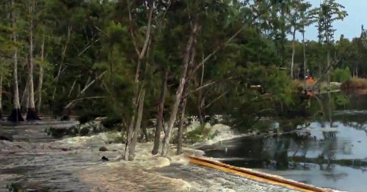 Watch: Sinkhole swallows large trees in seconds - CBS News