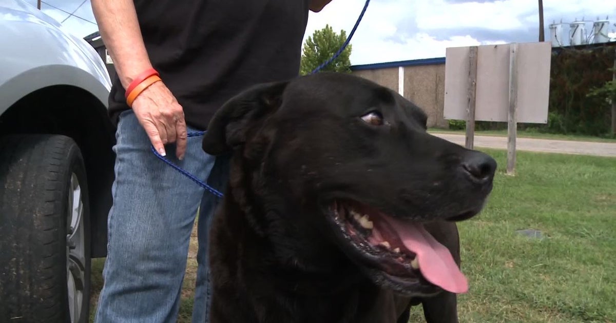Facebook saves stray dogs in Texas - CBS News