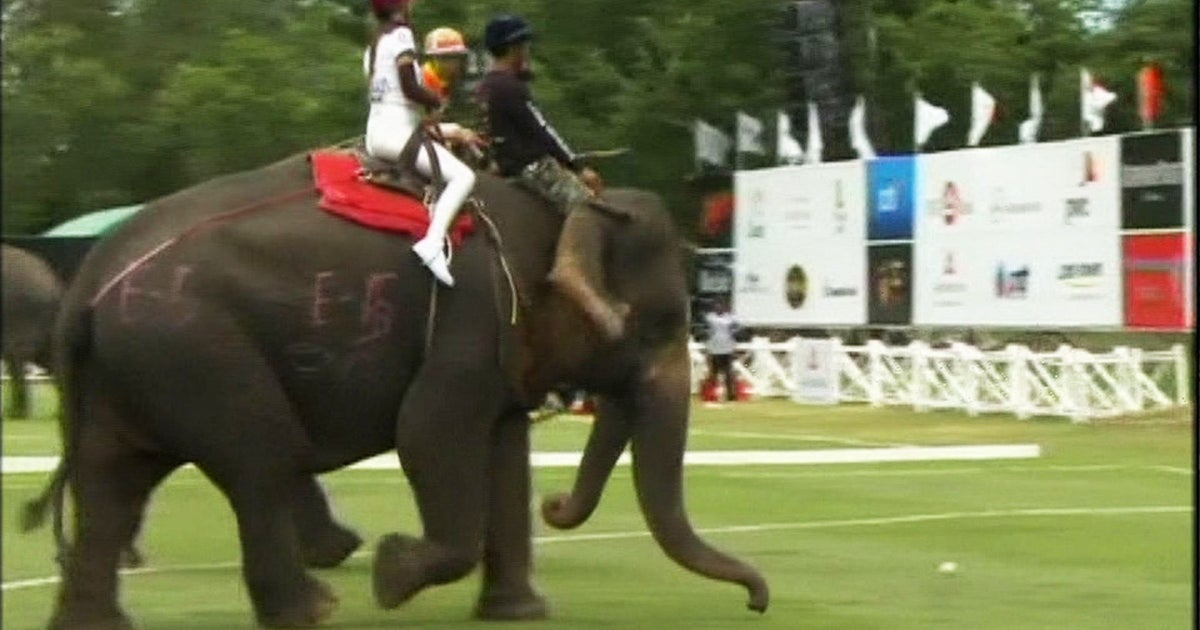 Watch: Elephant polo match - CBS News