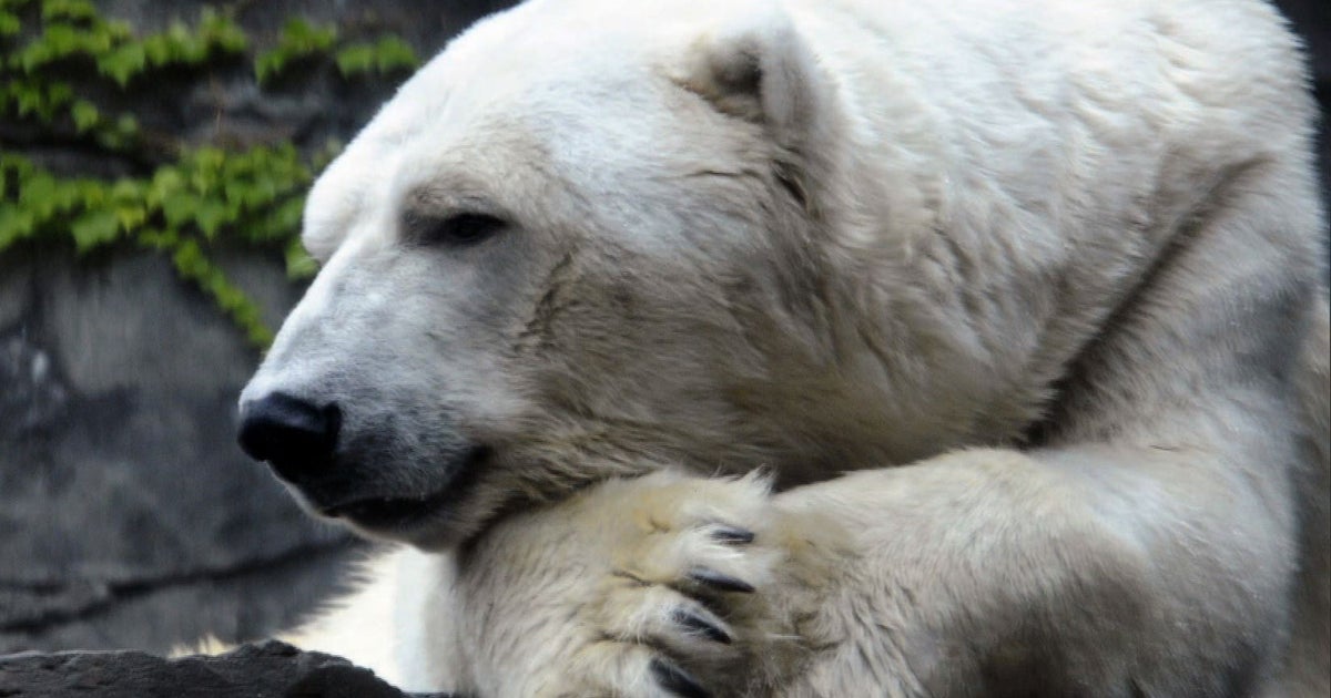 A fond farewell to Gus the polar bear - CBS News