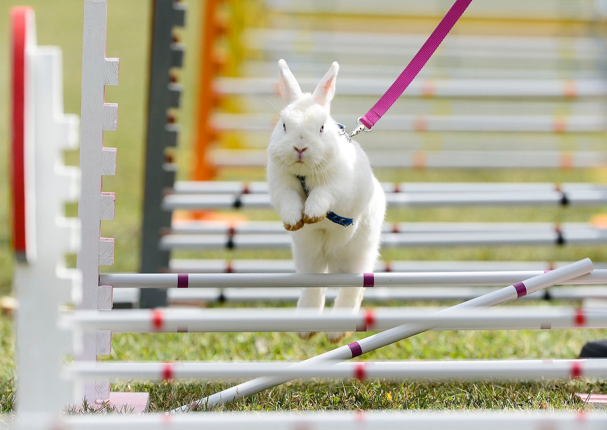 Bunny hop