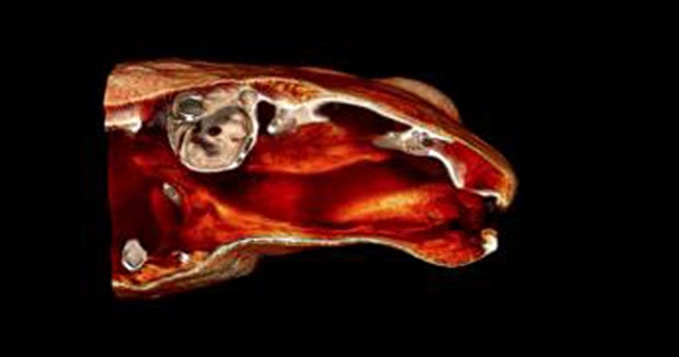 Gardiner's frogs hear through their mouths, researchers say - CBS News