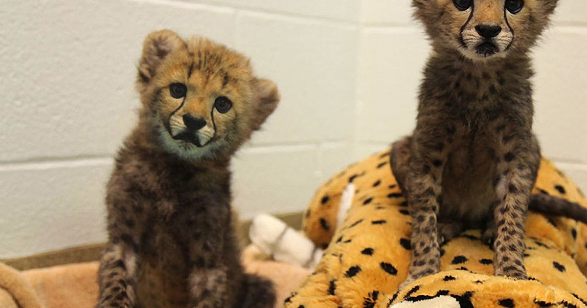 Dallas Zoo welcomes 2 cheetah cubs ... and puppy - CBS News