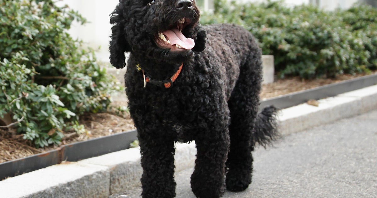 New top dog at the White House