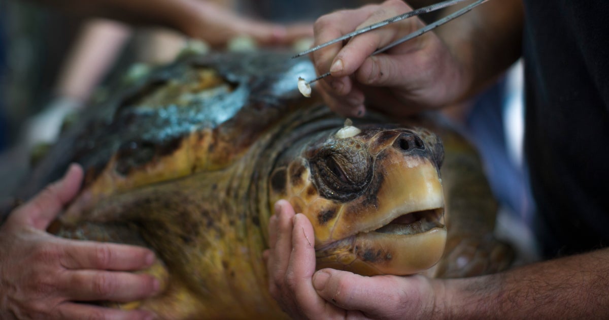 Israeli sea turtles get helping hand