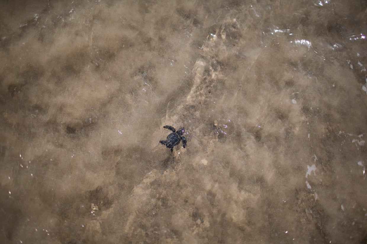 Israeli sea turtles get helping hand
