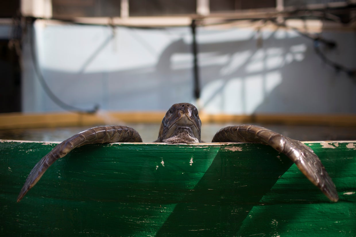 Israeli sea turtles get helping hand