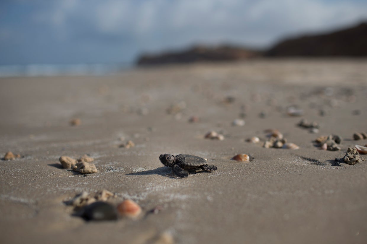 Israeli sea turtles get helping hand