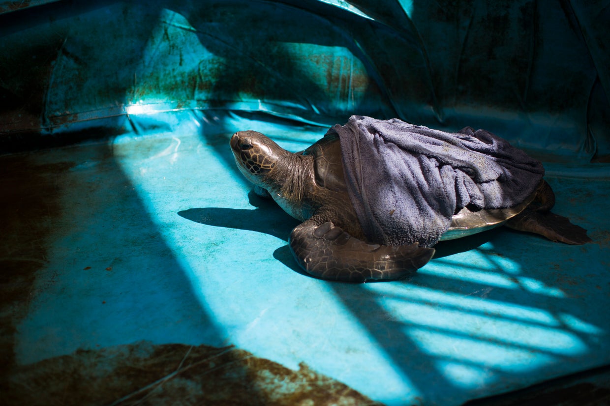 Israeli sea turtles get helping hand