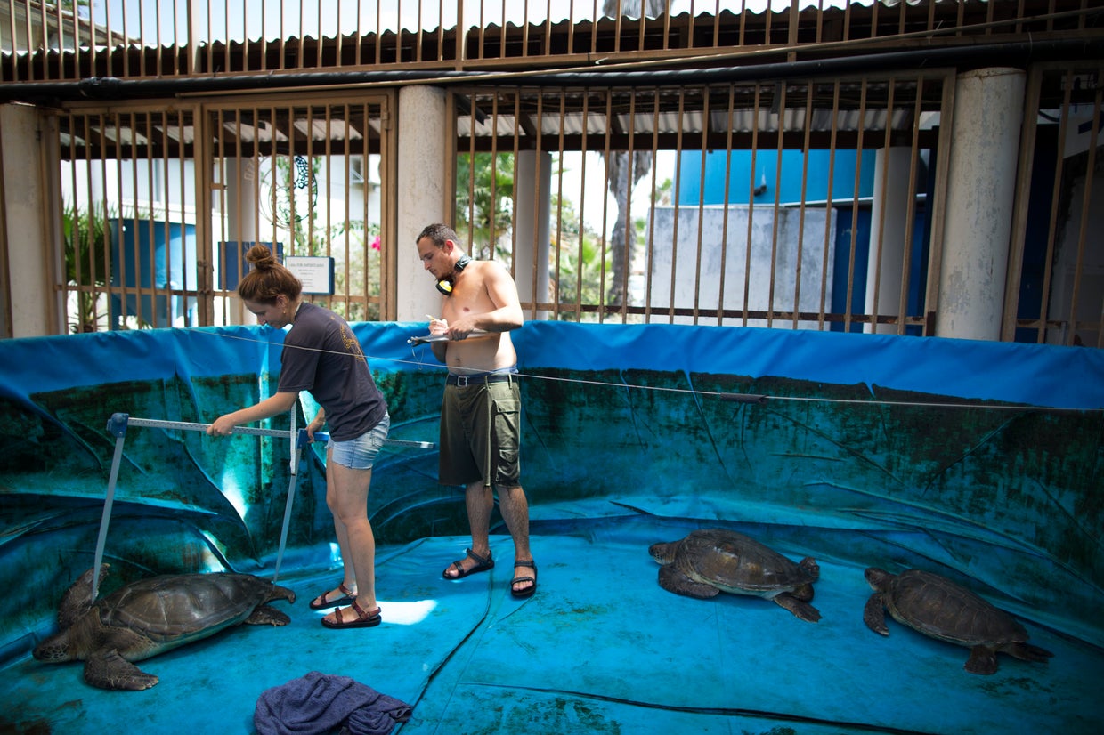 Israeli sea turtles get helping hand