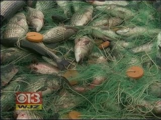 Md. fisherman accused of poaching also threatened witnesses, feds say ...