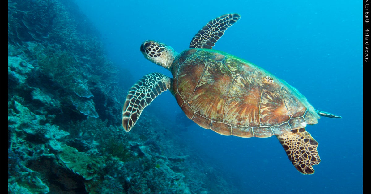Climate change global warming ocean coral reefs arctic glacier - CBS News