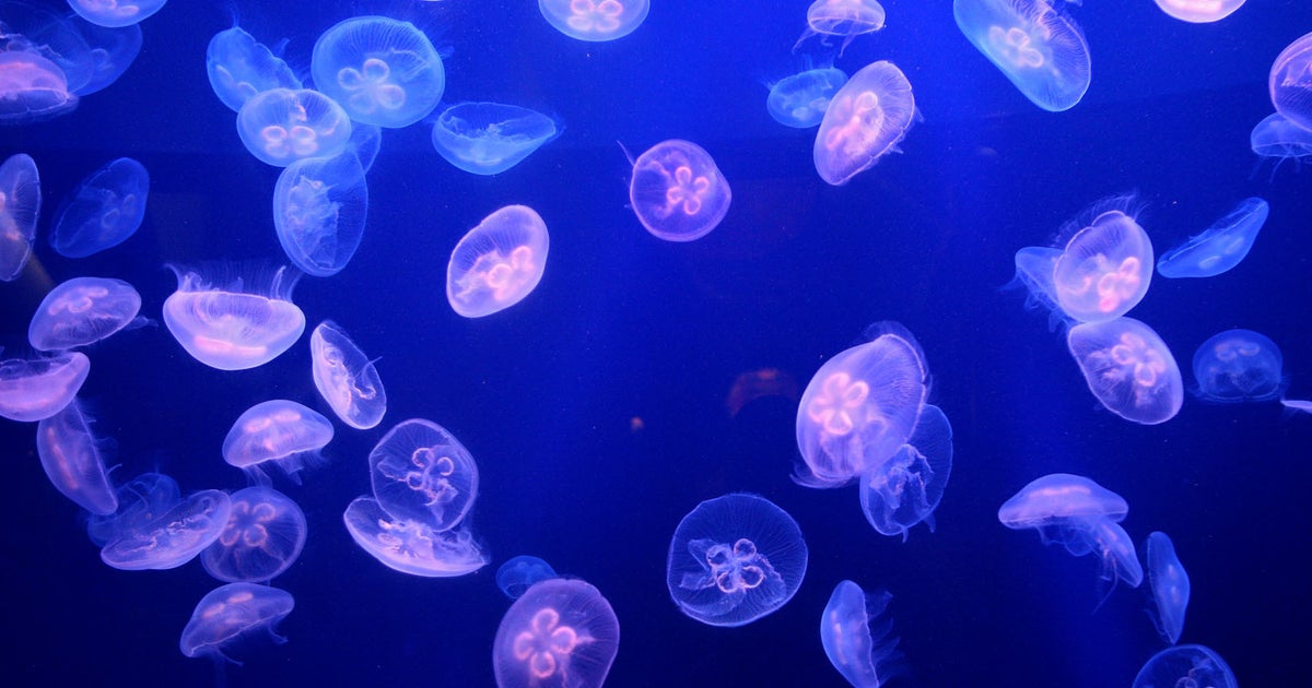 Jellyfish shut down Swedish nuclear reactor - CBS News