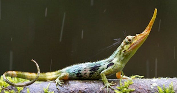 Once "extinct" pinocchio pokes his nose out - CBS News