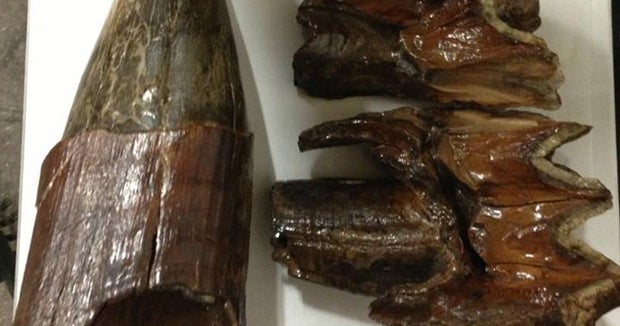Mastodon tooth and tusk found in Mich. donation box - CBS News