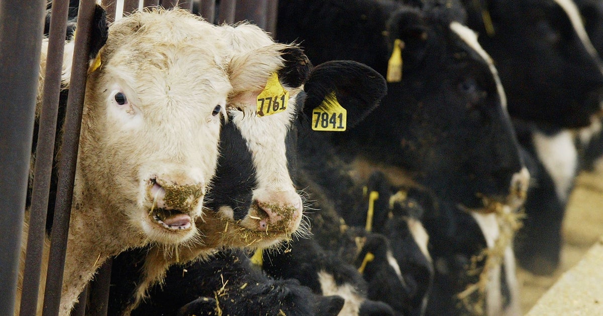 1 in 2,000 Brits may harbor "mad cow" disease proteins - CBS News